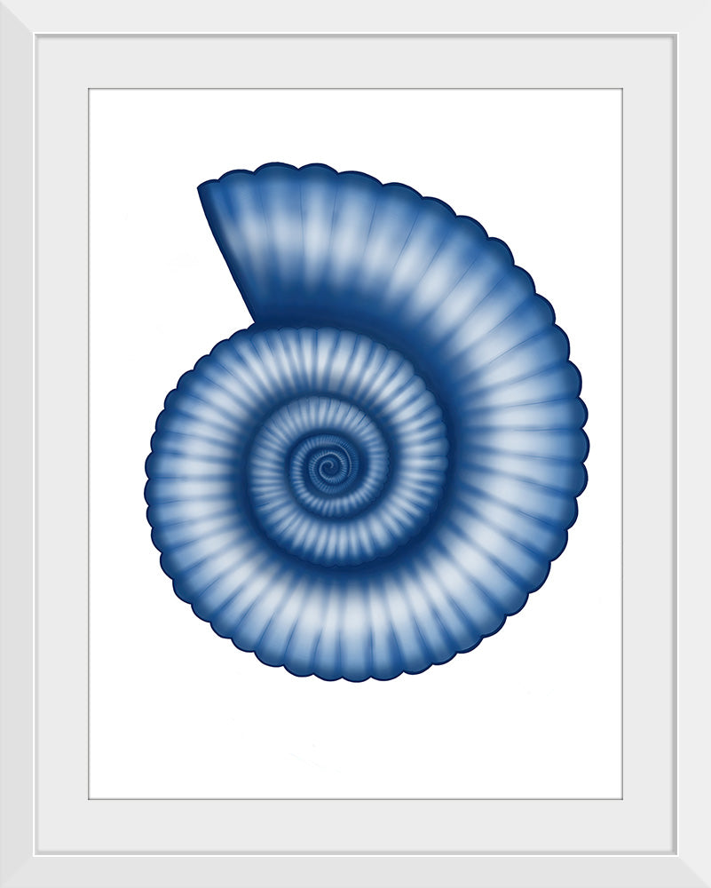 "Hampton Rams Horn Shell", Ann Hutchinson – Affordable Canvas